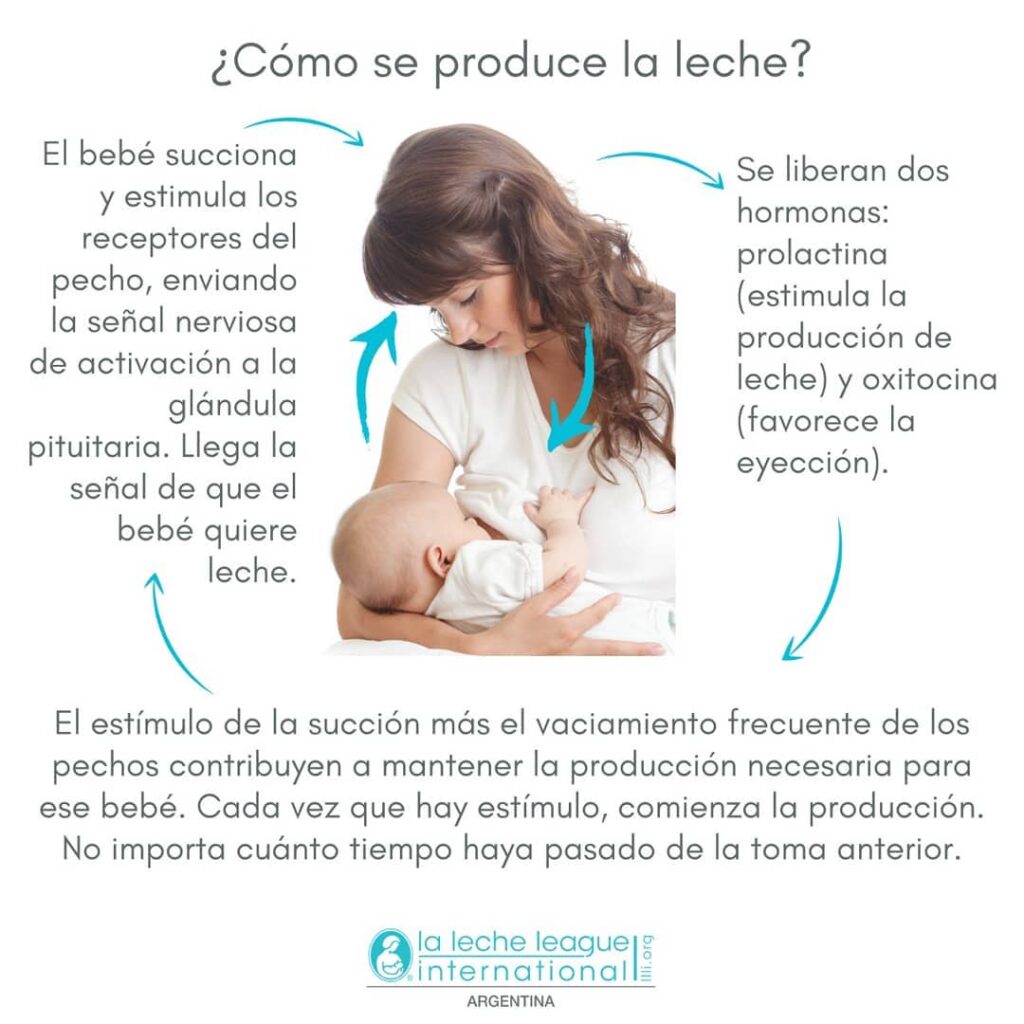 C mo Se Produce La Leche Humana Liga De La Leche Argentina